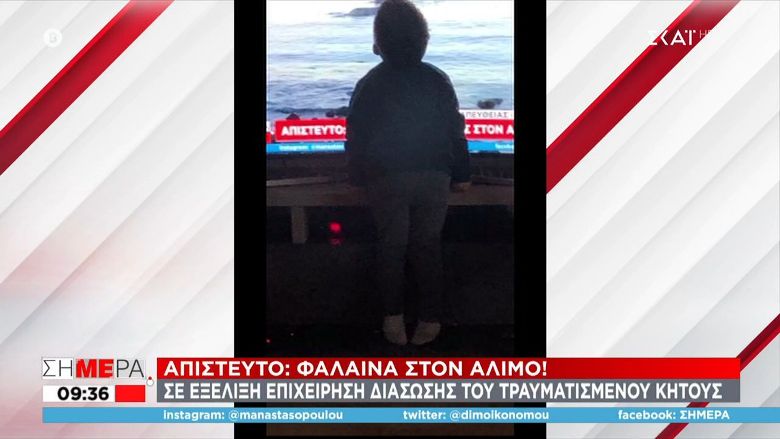 Συγκινητική εικόνα: Αγοράκι φιλάει την τηλεόραση που δείχνει τη φάλαινα ...