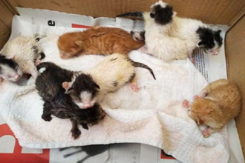 Γαλάτσι: Συνελήφθη 74χρονη που πέταξε σακούλα με πέντε νεογέννητα ...