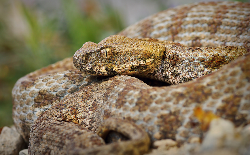 Οχιά δάγκωσε τέσσερις φορές μια 4χρονη – Το παιδί παραμένει στη ΜΕΘ ...