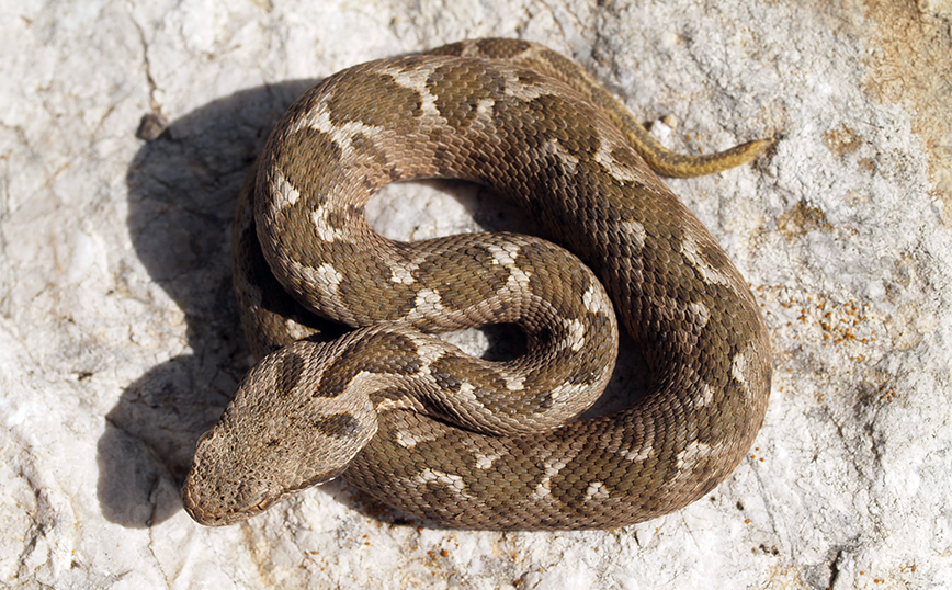 Σε κρίσιμη κατάσταση 50χρονος που τον δάγκωσε οχιά – News.gr