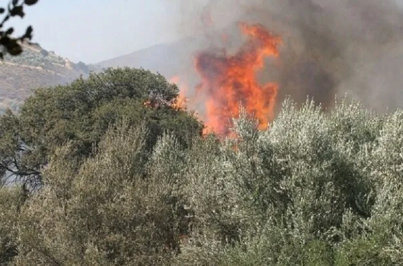 Φωτιά στην περιοχή Κήποι Βραυρώνας στο Μαρκόπουλο Αττικής – News.gr