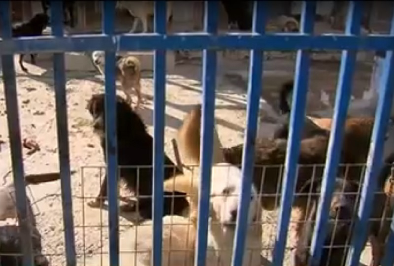 Αθωώθηκε η 52χρονη για τα 94 σκυλιά που φιλοξενούσε στο σπίτι της στη ...