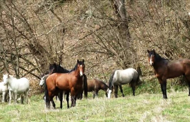 Εντυπωσιακά τα άγρια άλογα στην Άνω Βροντού Σερρών – News.gr